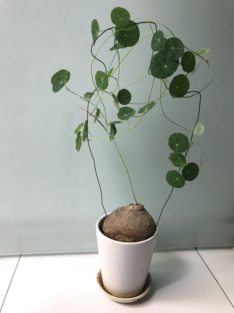 Stephania rotunda - (Mountain turtle) Family Menispermaceae - A potato ...