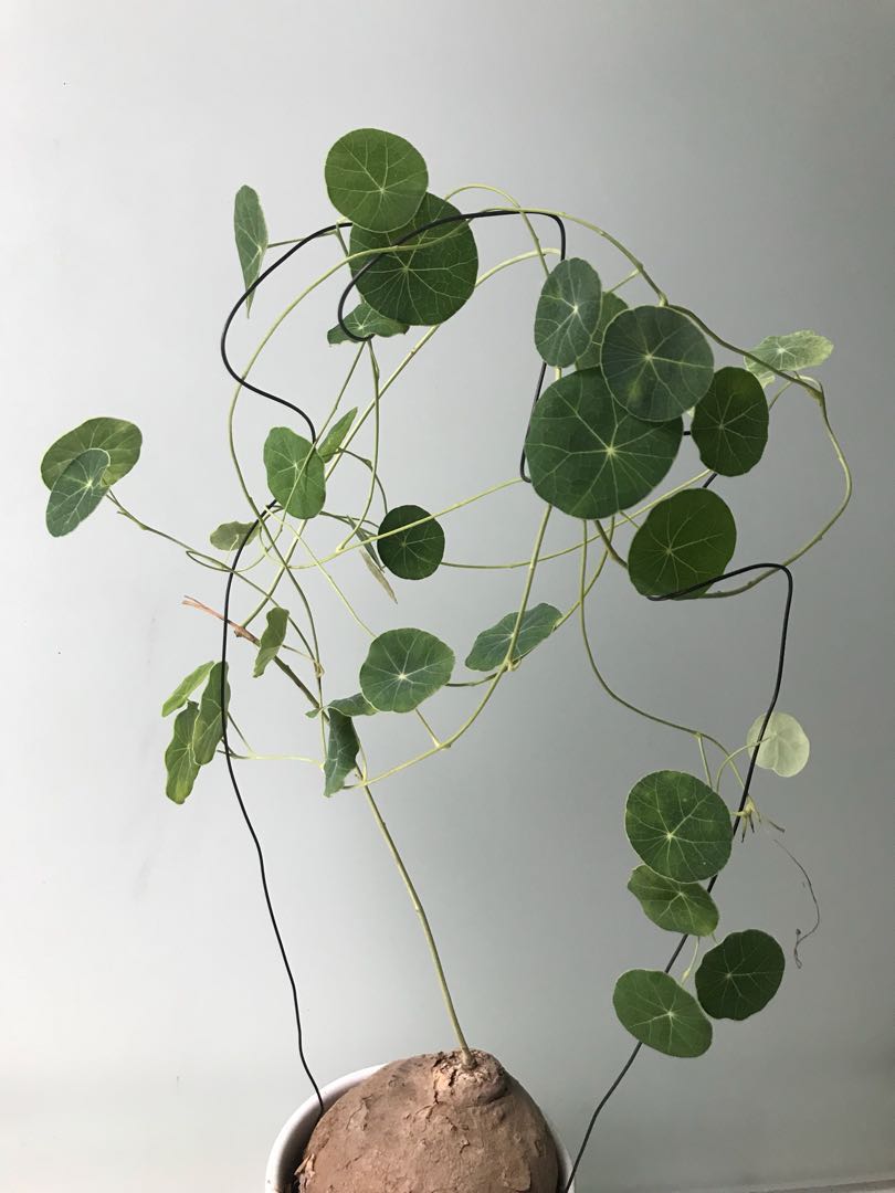 Stephania rotunda - (Mountain turtle) Family Menispermaceae - A potato ...