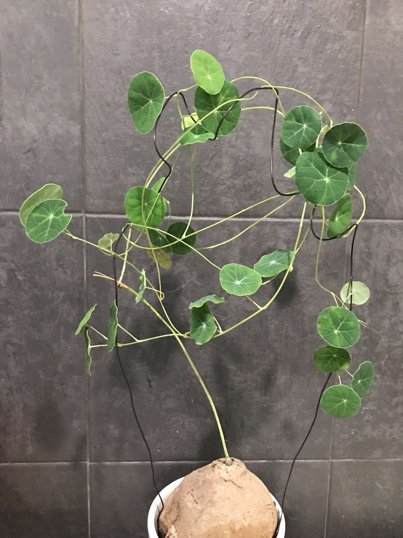 Stephania rotunda - (Mountain turtle) Family Menispermaceae - A potato ...