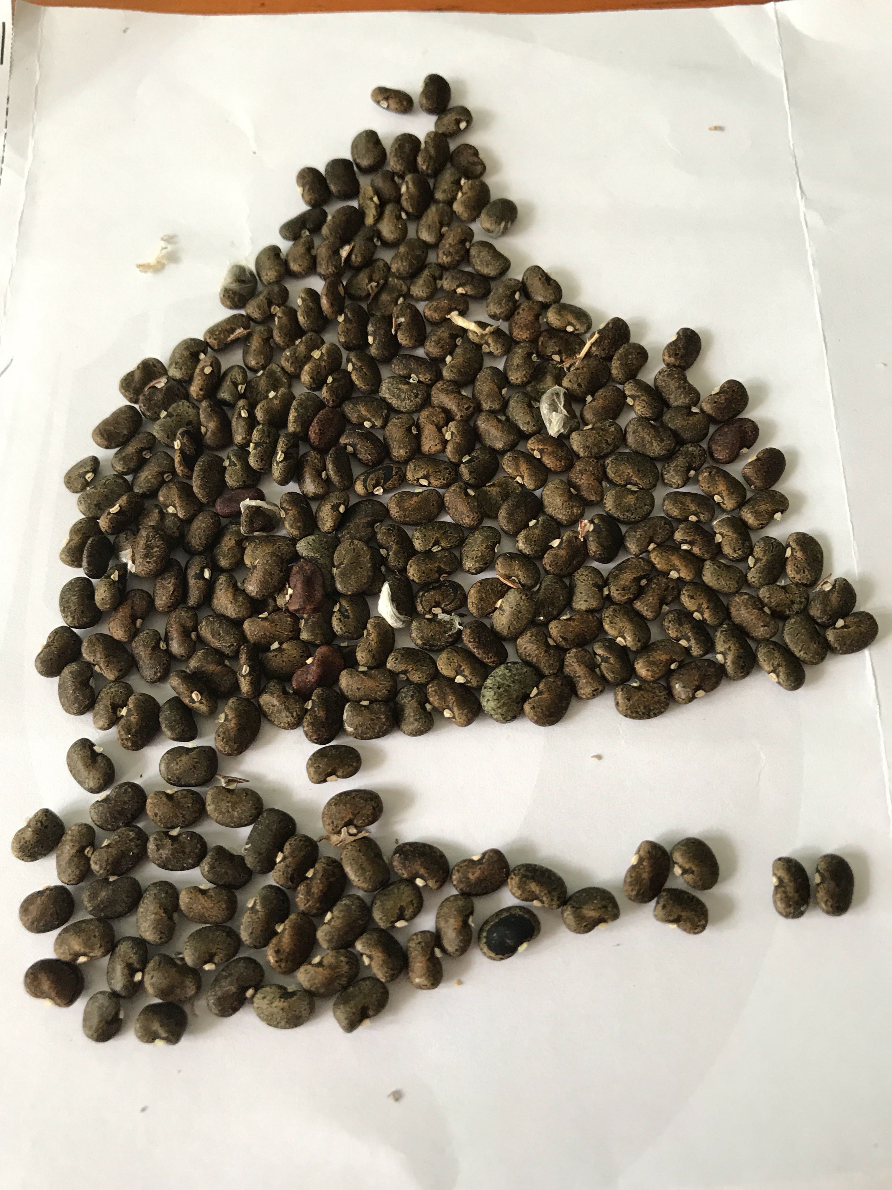 Blue Butterfly Peas Seeds - FOC, Furniture & Home Living, Gardening ...