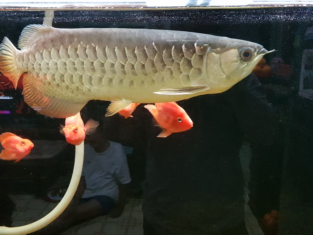 Arowana RTG for adoption, Everything Else on Carousell