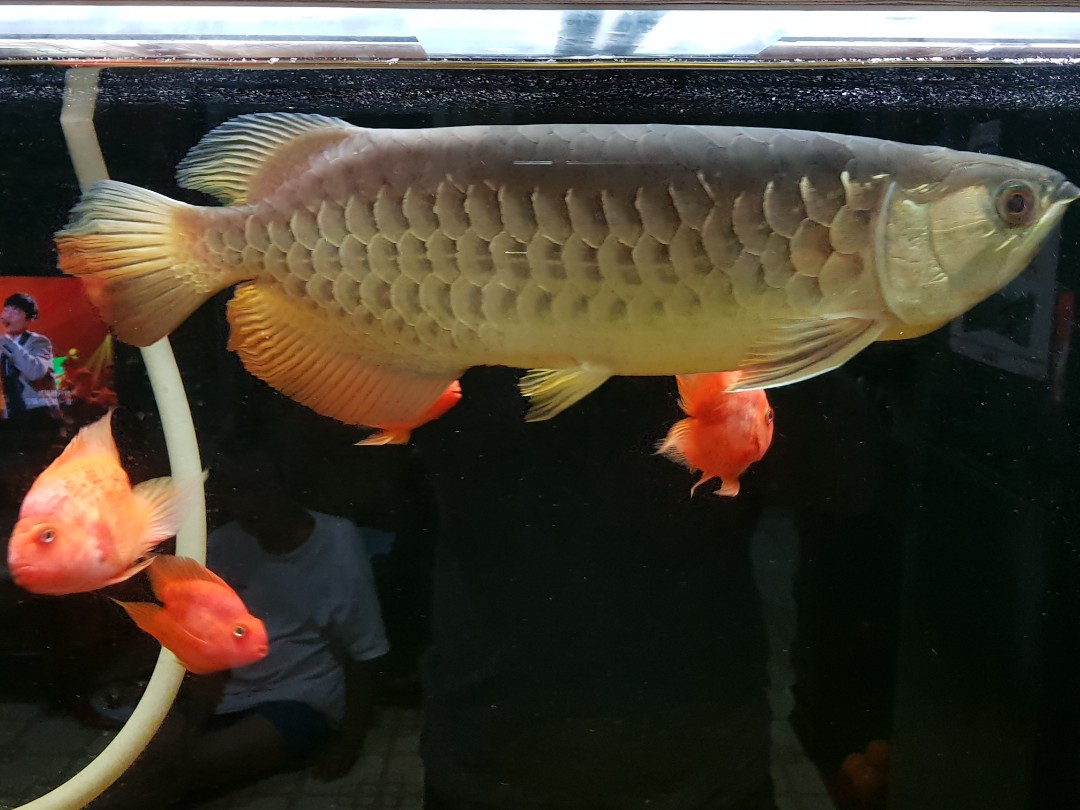 Arowana RTG for adoption, Everything Else on Carousell