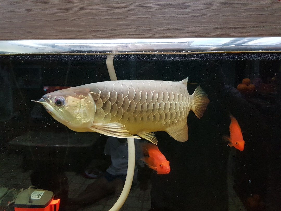 Arowana RTG for adoption, Everything Else on Carousell