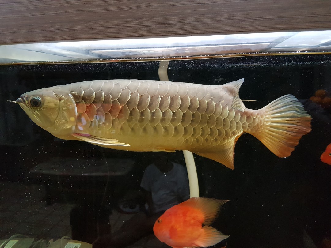 Arowana RTG for adoption, Everything Else on Carousell
