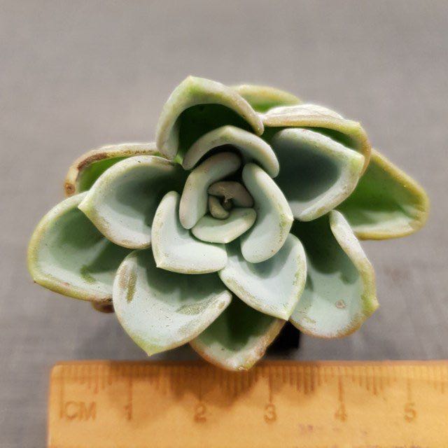 Echeveria Orpet, Furniture & Home Living, Gardening, Plants & Seeds on ...