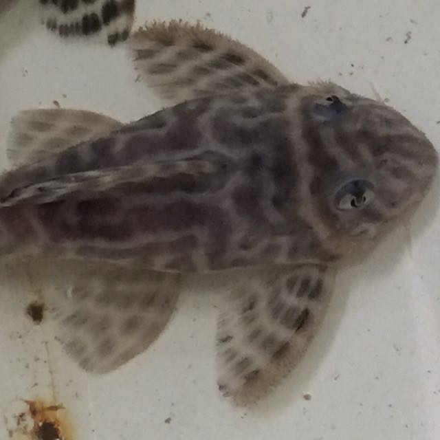 L333 pleco breeding colony hypan, Pet Supplies, Homes & Other Pet ...