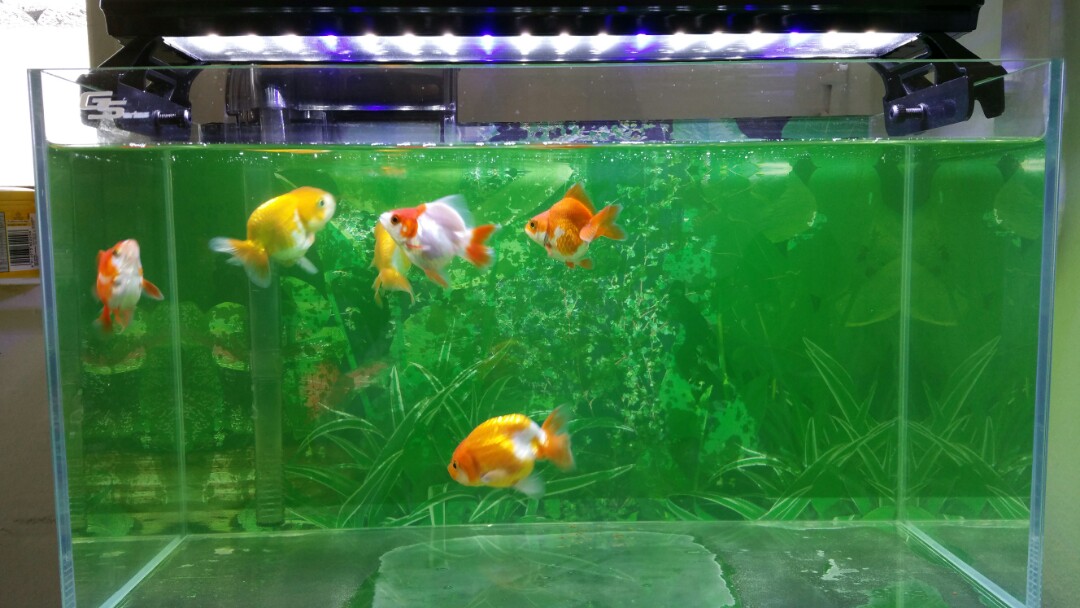 Fish Tank, Pet Supplies, Homes & Other Pet Accessories on Carousell
