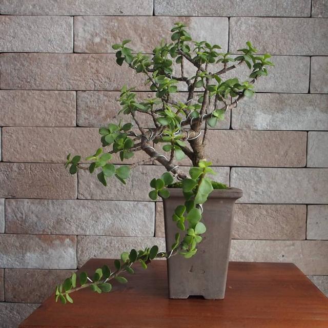Jade Cascade Bonsai From Cutting, Furniture & Home Living, Gardening ...