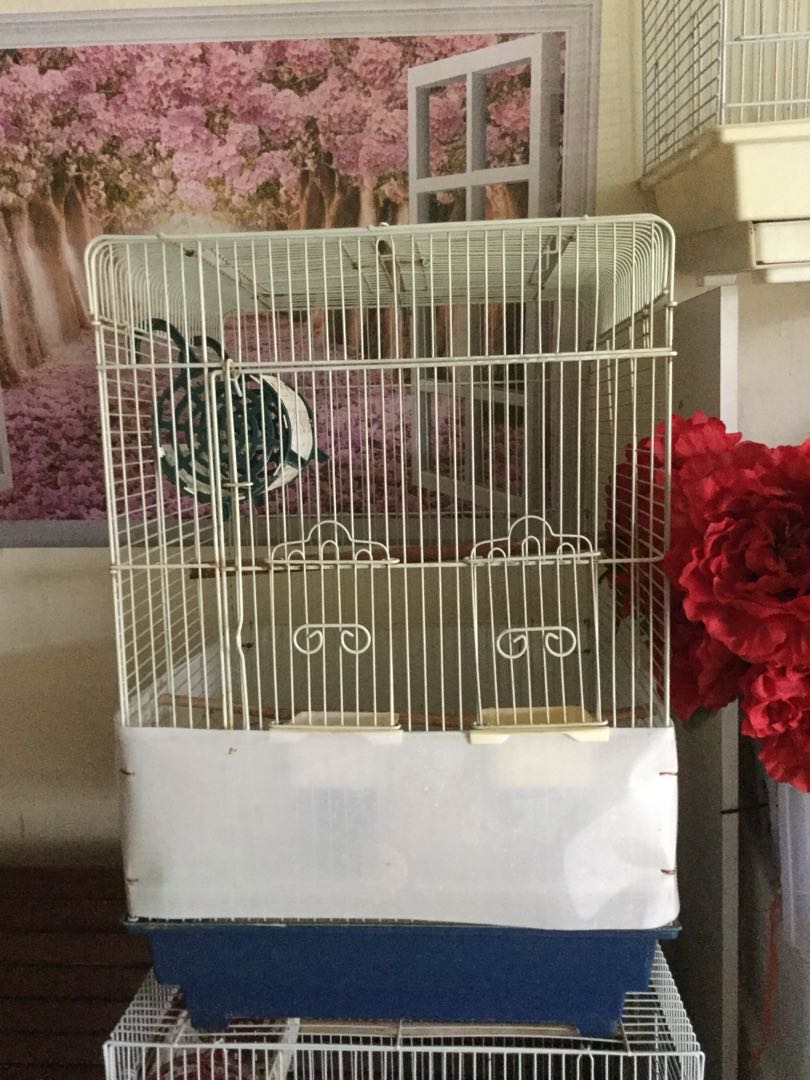 Bird cage, Pet Supplies, Homes & Other Pet Accessories on Carousell