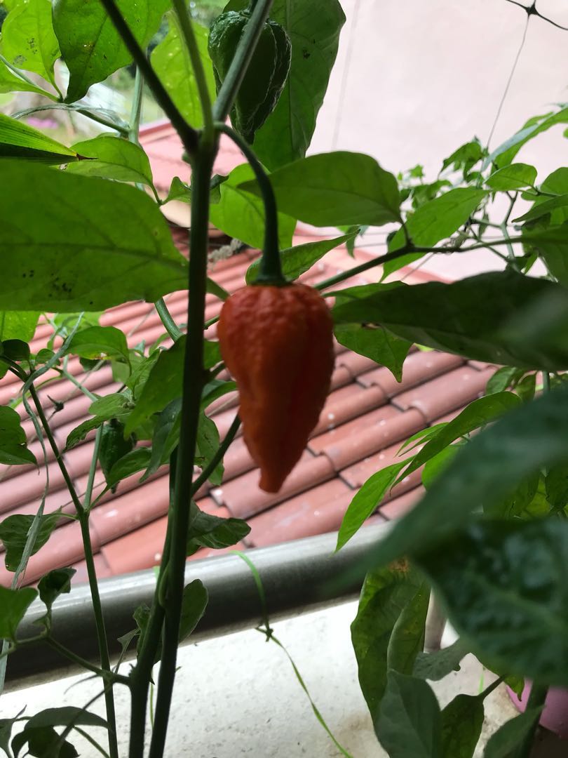 Naga Chilli, Furniture & Home Living, Gardening, Plants & Seeds on ...