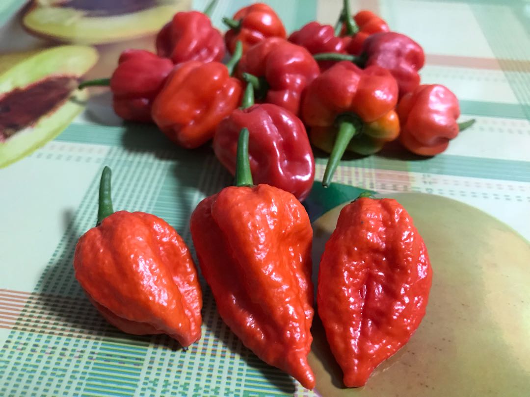 Naga Chilli, Furniture & Home Living, Gardening, Plants & Seeds on ...