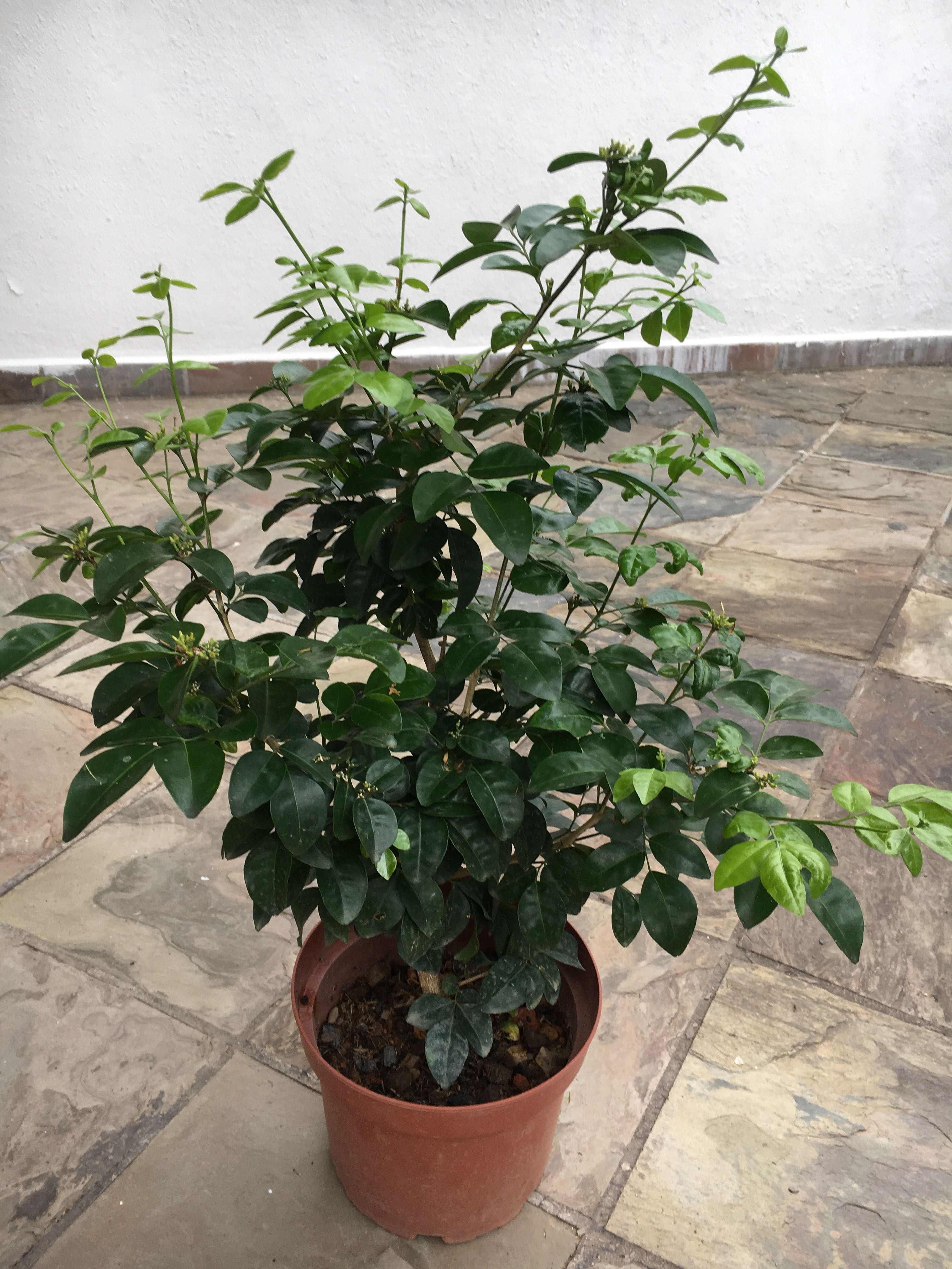 Murraya plant, Furniture & Home Living, Gardening, Plants & Seeds on ...