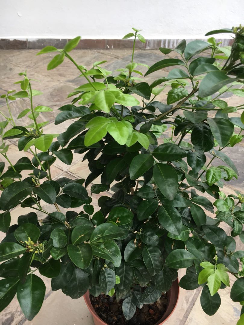 Murraya plant, Furniture & Home Living, Gardening, Plants & Seeds on ...