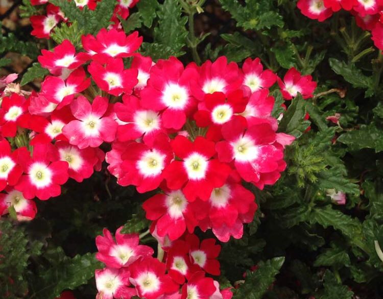 Raspberry Verbena Hybrida Flower Seeds, Furniture & Home Living ...