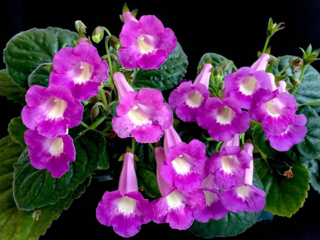 Sinningia HCY's Blue Dolphin indoor plant free flowering , Furniture ...