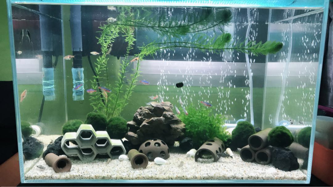 [Crazy Deal] ANS OPTICLEAR Crystal Fish Aquarium Tank, Pet Supplies ...