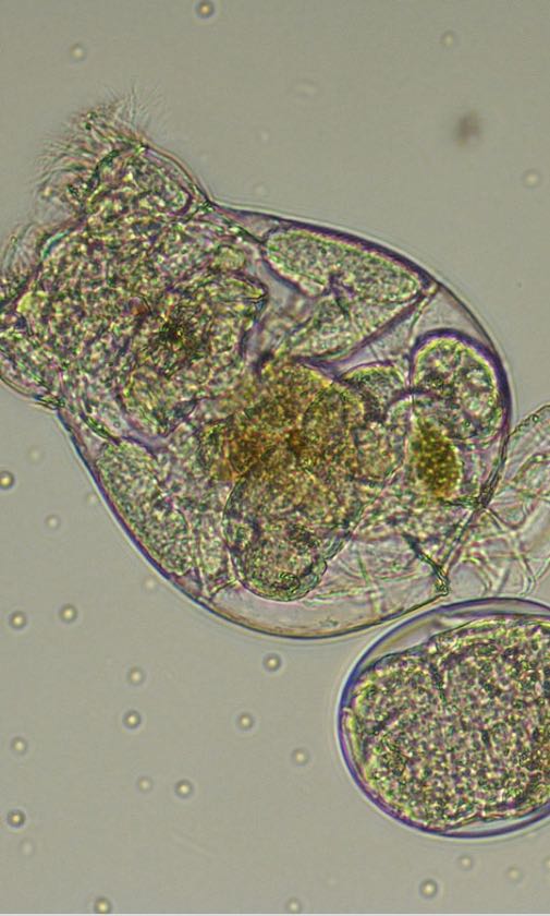 Rotifers, Pet Supplies, Homes & Other Pet Accessories on Carousell