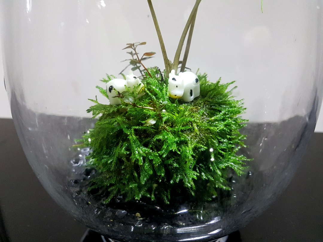 Wabi Kusa, Indoor Plants, Office Plants, Aquatic , Gift, Terrarium, Hydroponics , Moss Ball ...