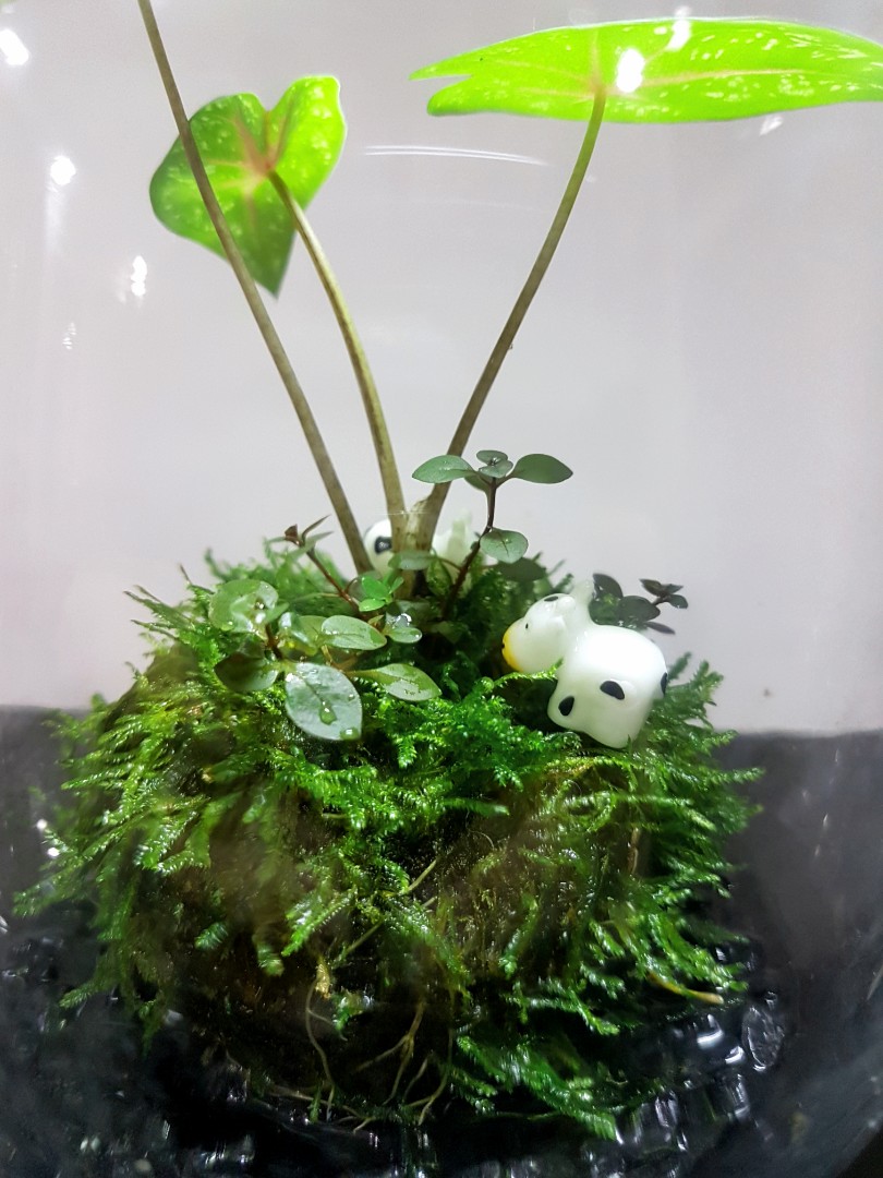 Wabi Kusa, Indoor Plants, Office Plants, Aquatic , Gift, Terrarium, Hydroponics , Moss Ball ...