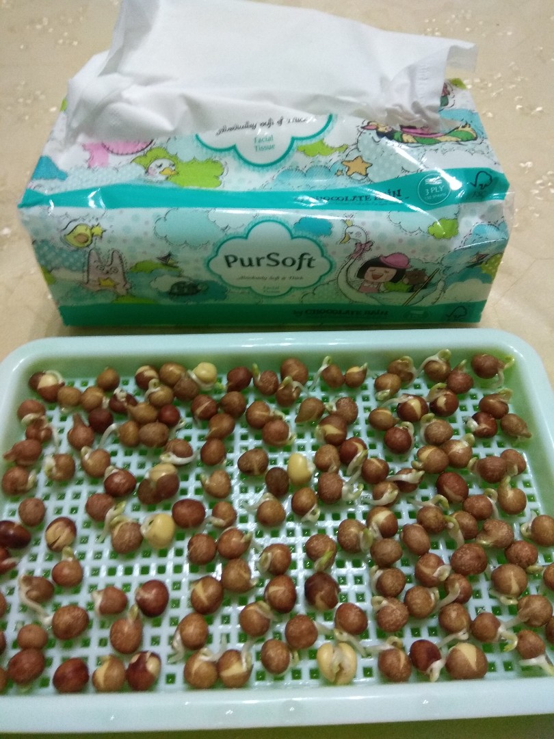 Grow at your desk! Mini grow trays, Furniture & Home Living, Gardening ...