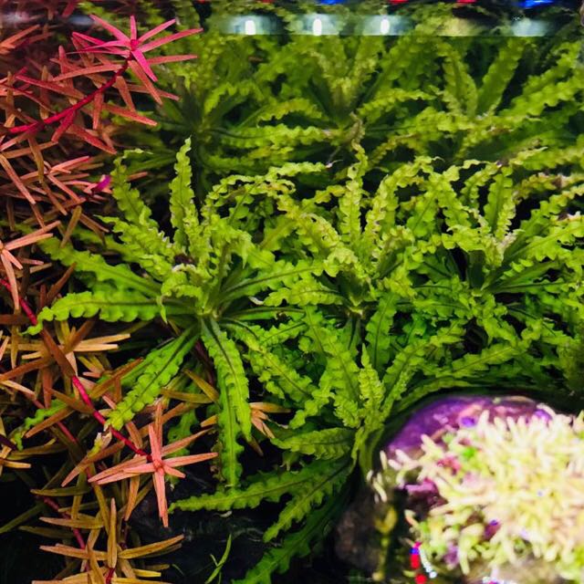 Downoi - Pogostemon Helferi, Pet Supplies, Homes & Other Pet ...