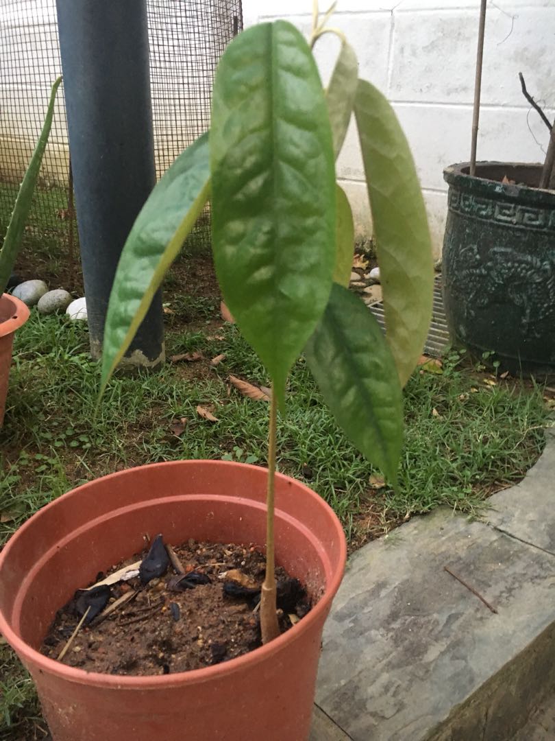 Durian Plant (Mao Shan Wang), Furniture & Home Living, Home Decor ...