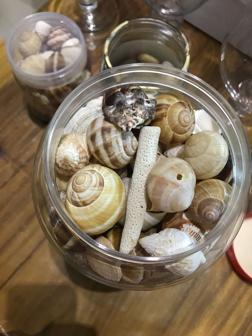 Shells and pebbles, Everything Else on Carousell