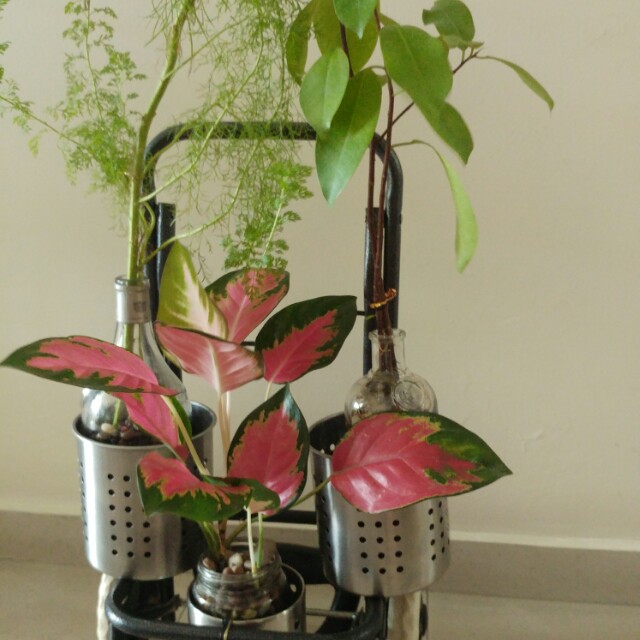 Triple plants II, Furniture & Home Living, Gardening, Plants & Seeds on ...