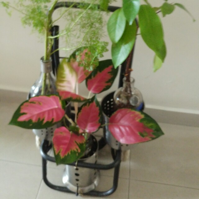 Triple plants II, Furniture & Home Living, Gardening, Plants & Seeds on ...