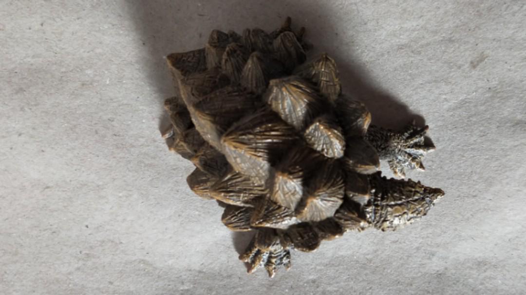 Alligator snapping turtle figurine for sale, Hobbies & Toys, Toys ...