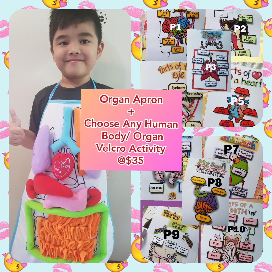 Kids Toys; Learning Activity; Velcro Human Body; Anatomy, Hobbies ...
