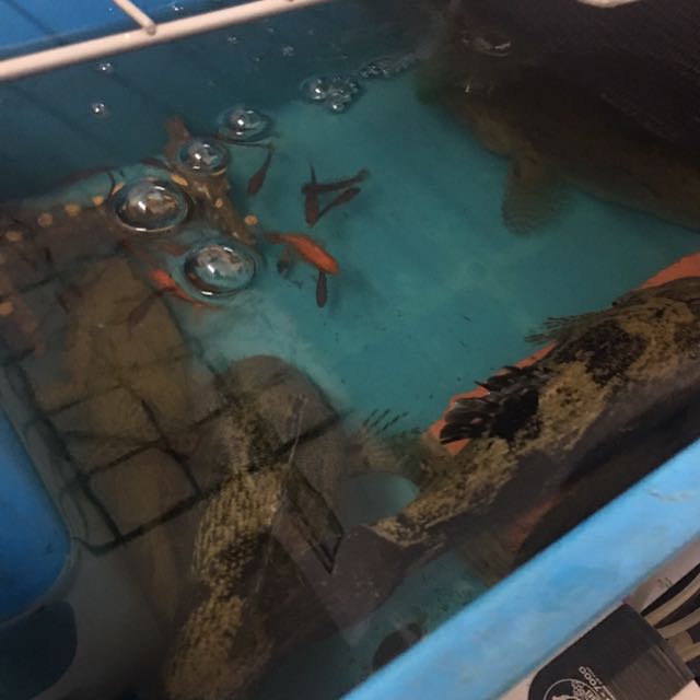 Mable Goby Soon Hock and some fresh water fish to keep in fish tank ...