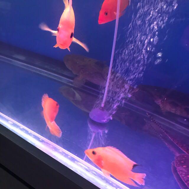 Mable Goby Soon Hock and some fresh water fish to keep in fish tank ...