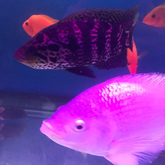 Mable Goby Soon Hock and some fresh water fish to keep in fish tank ...