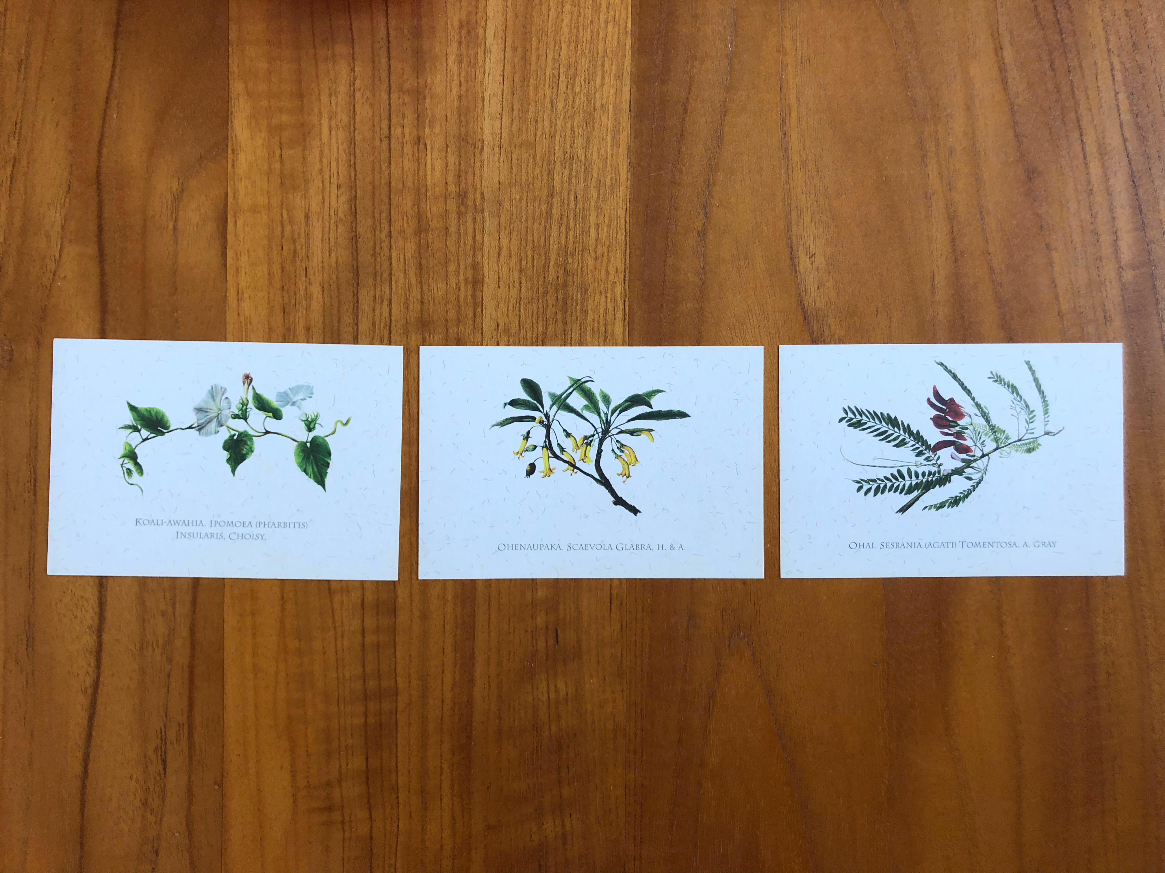Botanic postcards (Set of 32 Postcards), Hobbies & Toys, Stationery ...