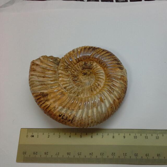 Ammonite Shell Fossil, Women's Fashion, Jewelry & Organisers, Precious ...