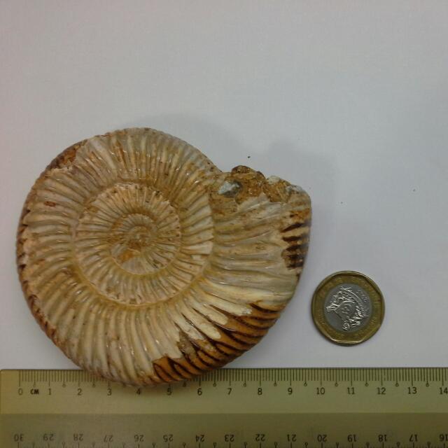 Ammonite Shell Fossil, Women's Fashion, Jewelry & Organisers, Precious ...