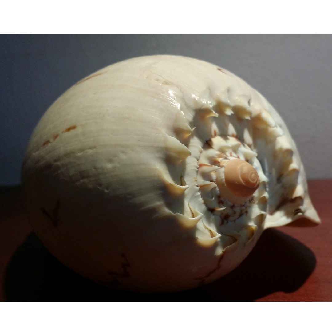 Hard to get "Rare Volute" Sea shell, Babies & Kids, Bathing & Changing ...