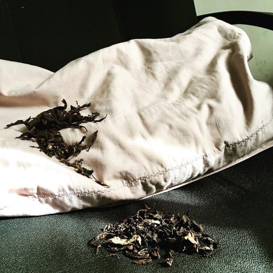 Tea Leaf Traditional Standard Pillow, Everything Else on Carousell