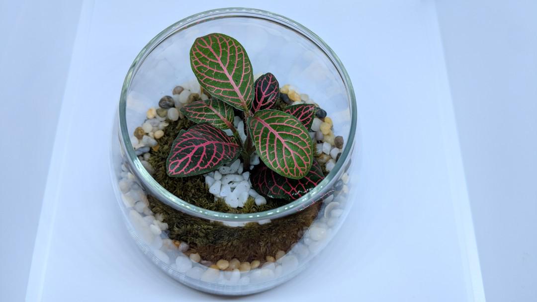 Self Sustainable Ecosystem - The Tree of Life (Terrarium), Furniture ...
