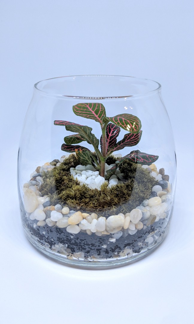 Self Sustainable Ecosystem - The Tree of Life (Terrarium), Furniture ...