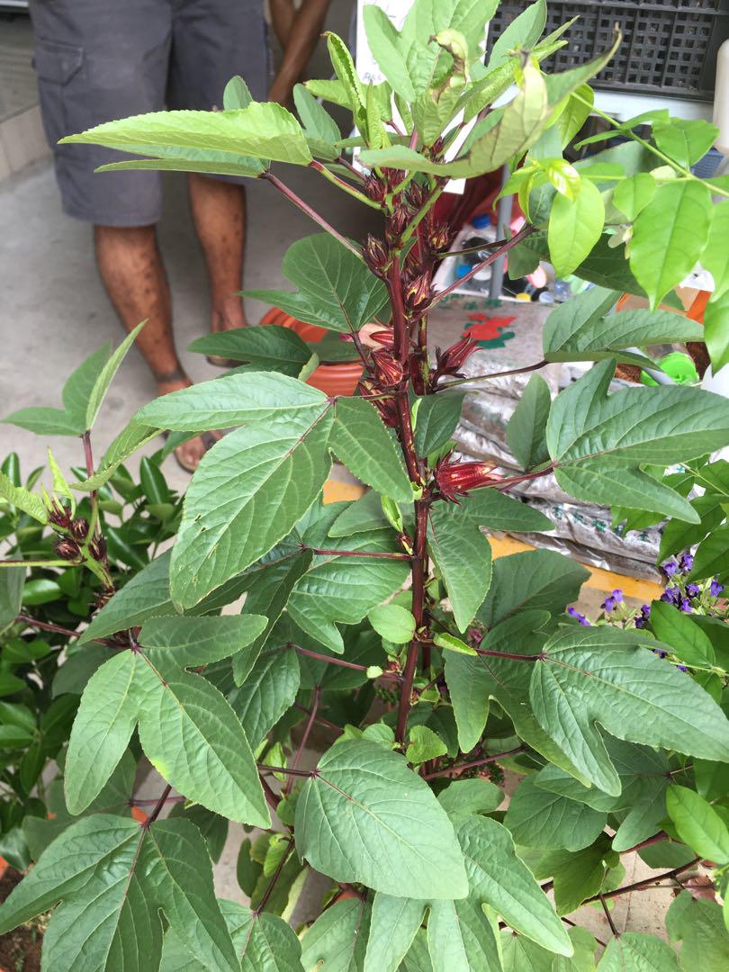 Ribena flowers, Furniture & Home Living, Gardening, Plants & Seeds on ...