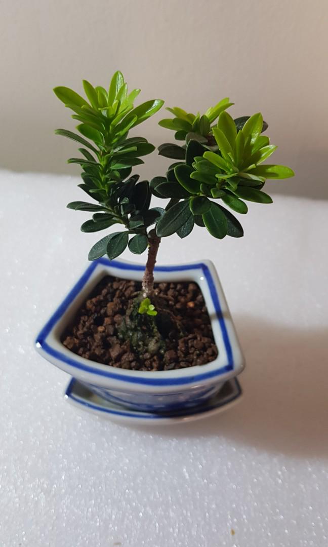 Luo Han Song Bonsai, Furniture & Home Living, Gardening, Plants & Seeds ...