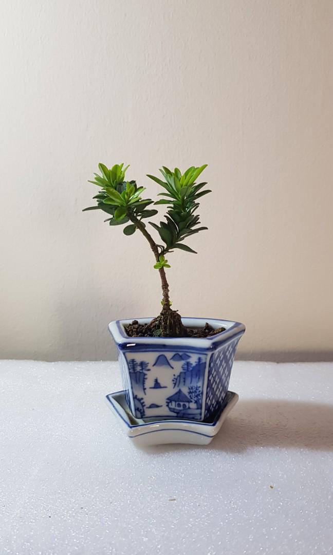 Luo Han Song Bonsai, Furniture & Home Living, Gardening, Plants & Seeds ...