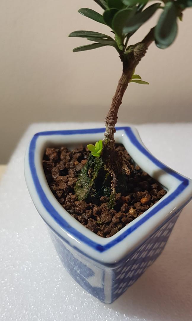 Luo Han Song Bonsai, Furniture & Home Living, Gardening, Plants & Seeds ...