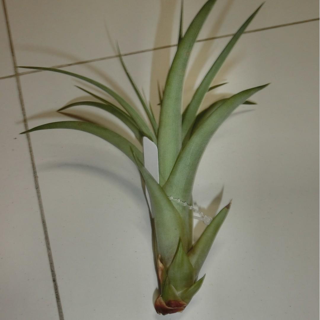 Tillandsia kegeliana x rothi, Furniture & Home Living, Gardening ...