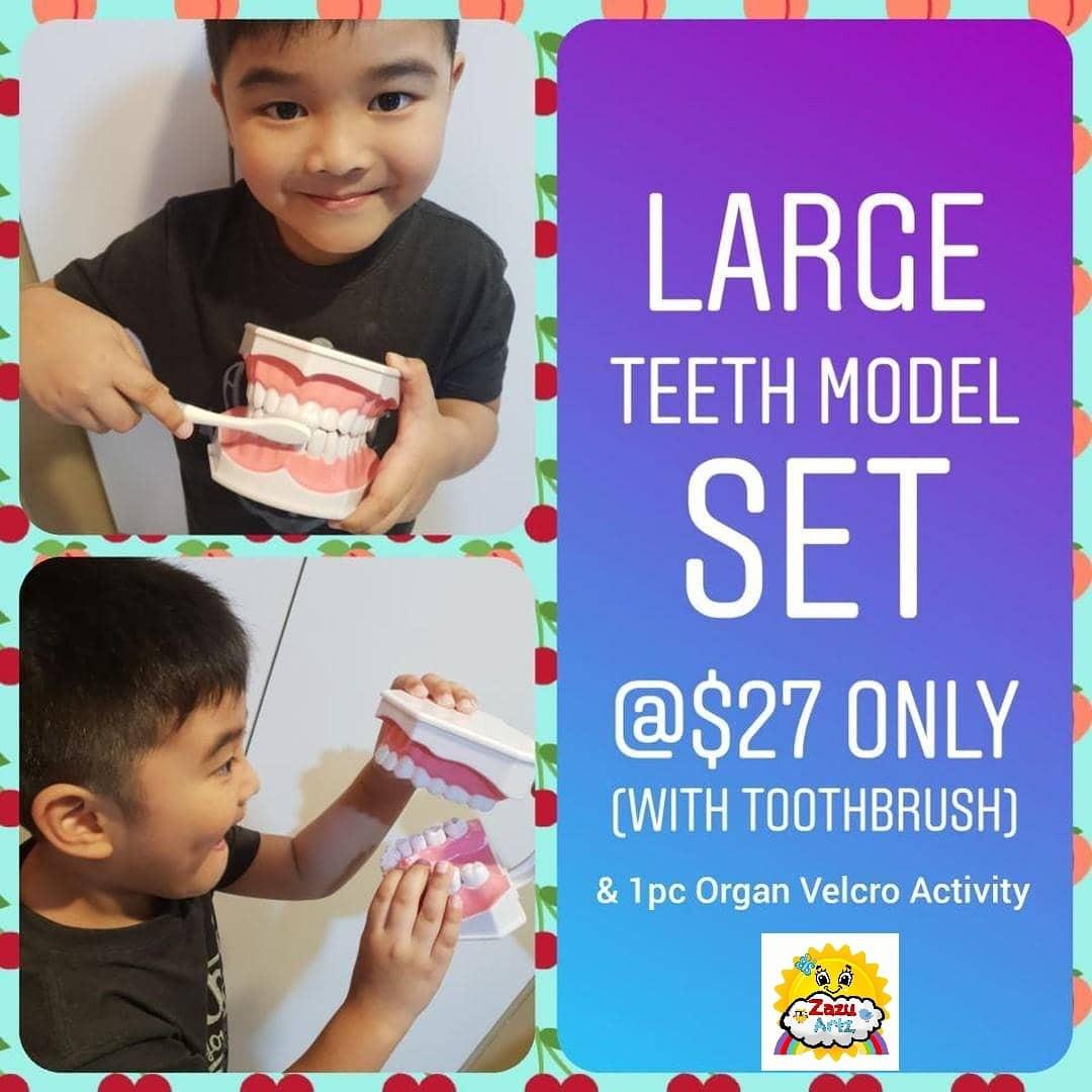 Large Teeth Model Set, Babies & Kids, Bathing & Changing, Baby ...