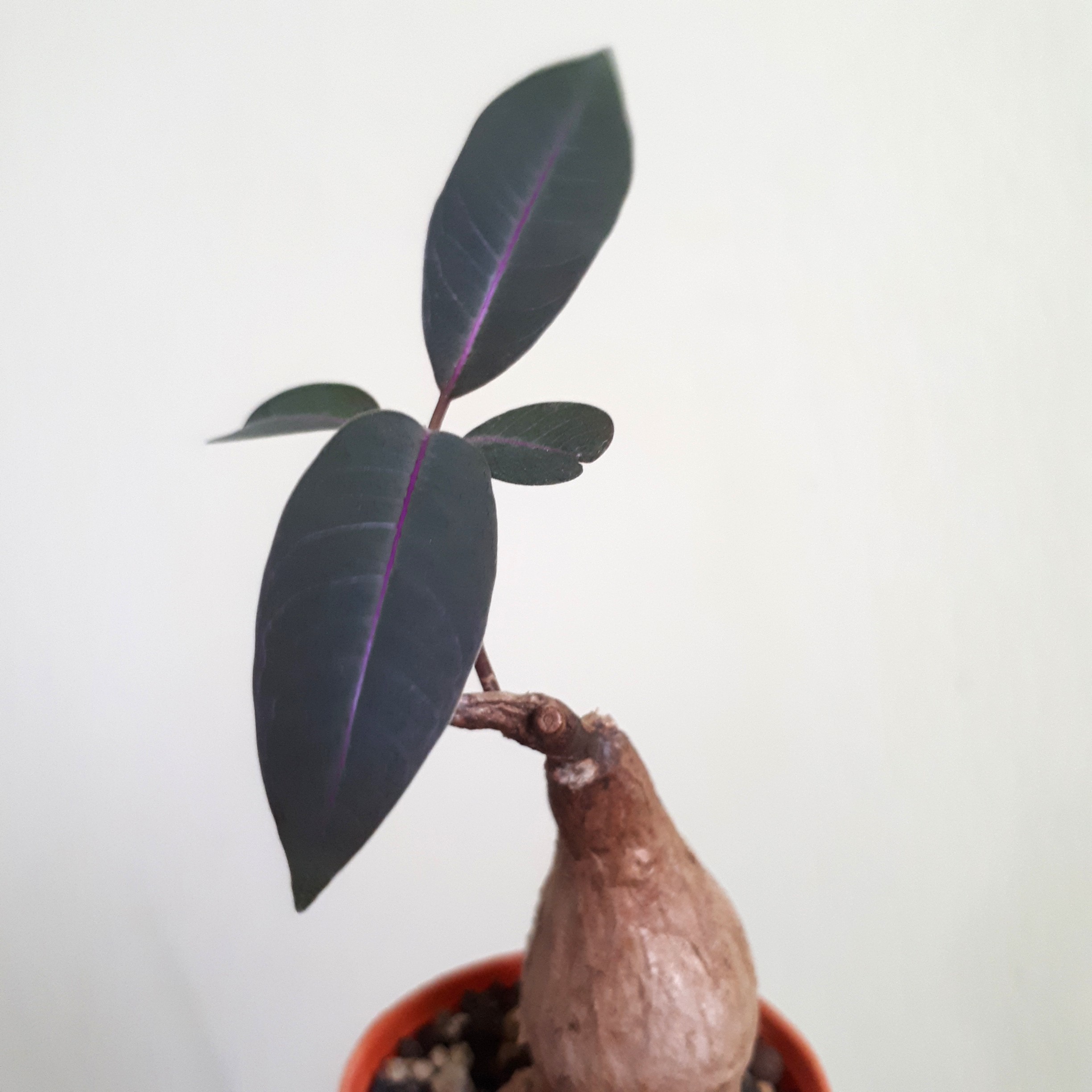 Petopentia Natalensis, it has a plump caudex with unique purple green ...