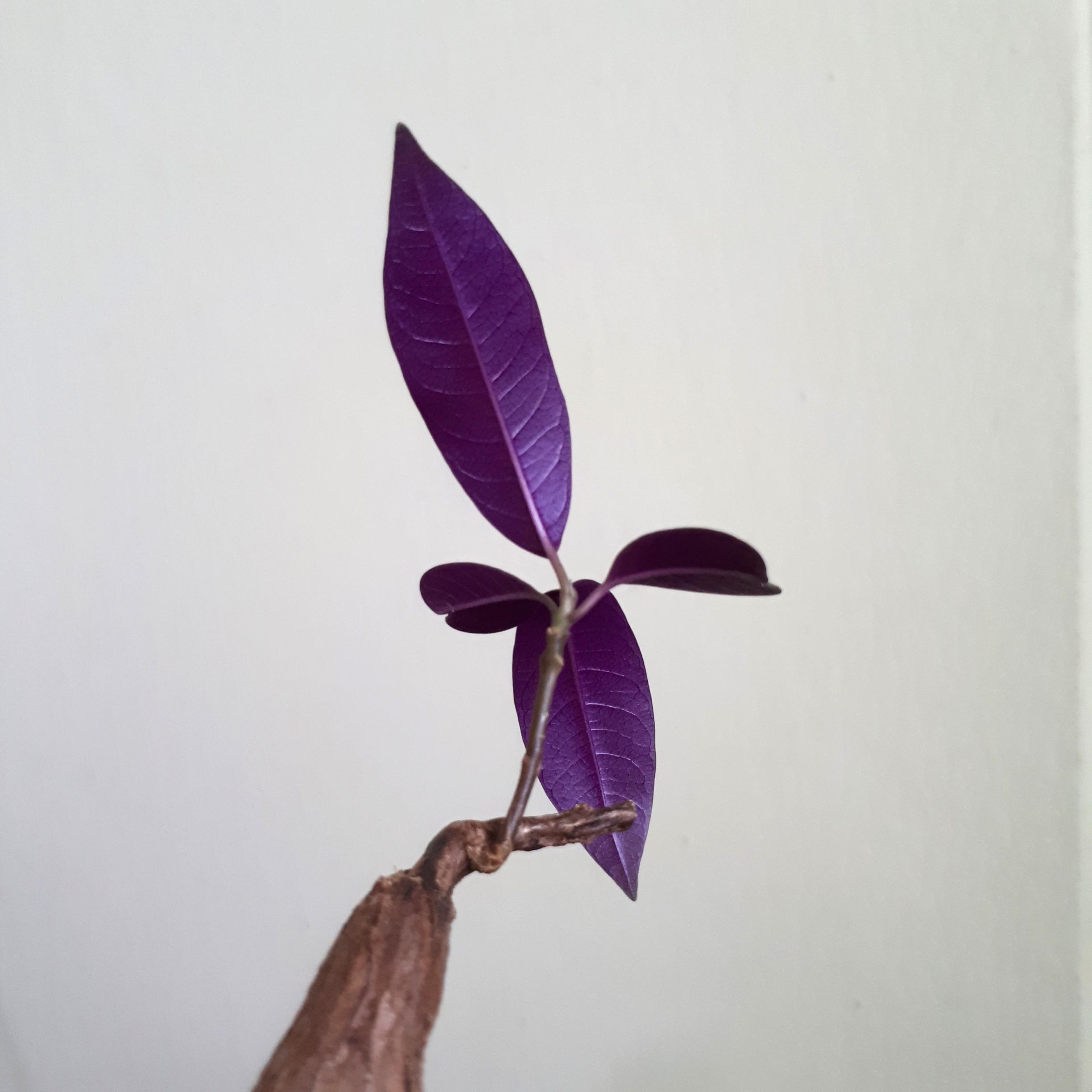 Petopentia Natalensis, it has a plump caudex with unique purple green ...