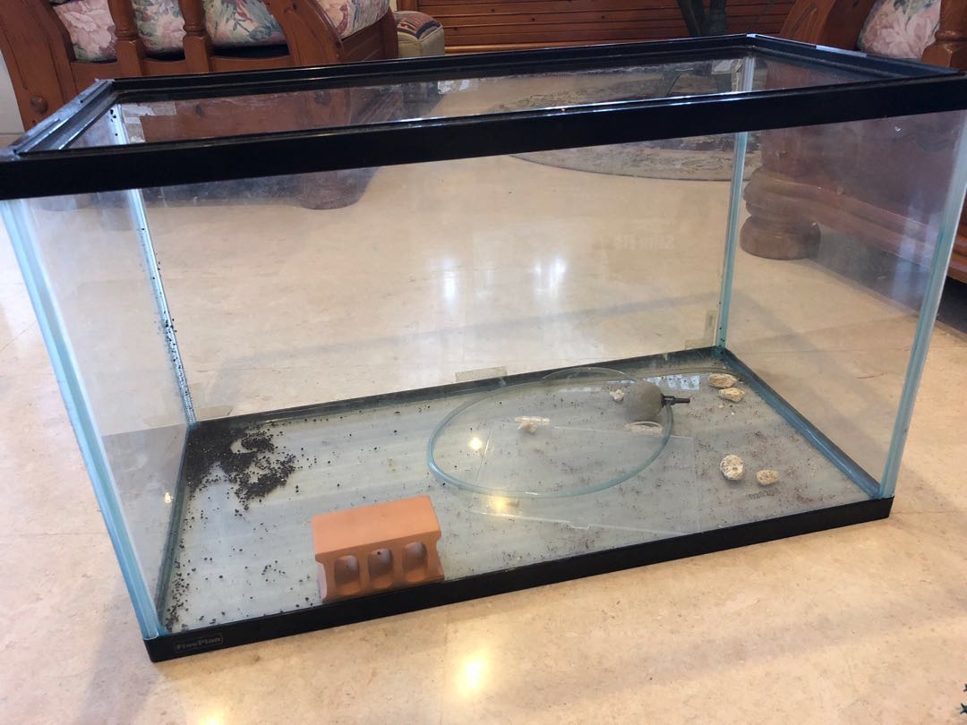 Acrylic tank 2 feet, Pet Supplies, Homes & Other Pet Accessories on ...
